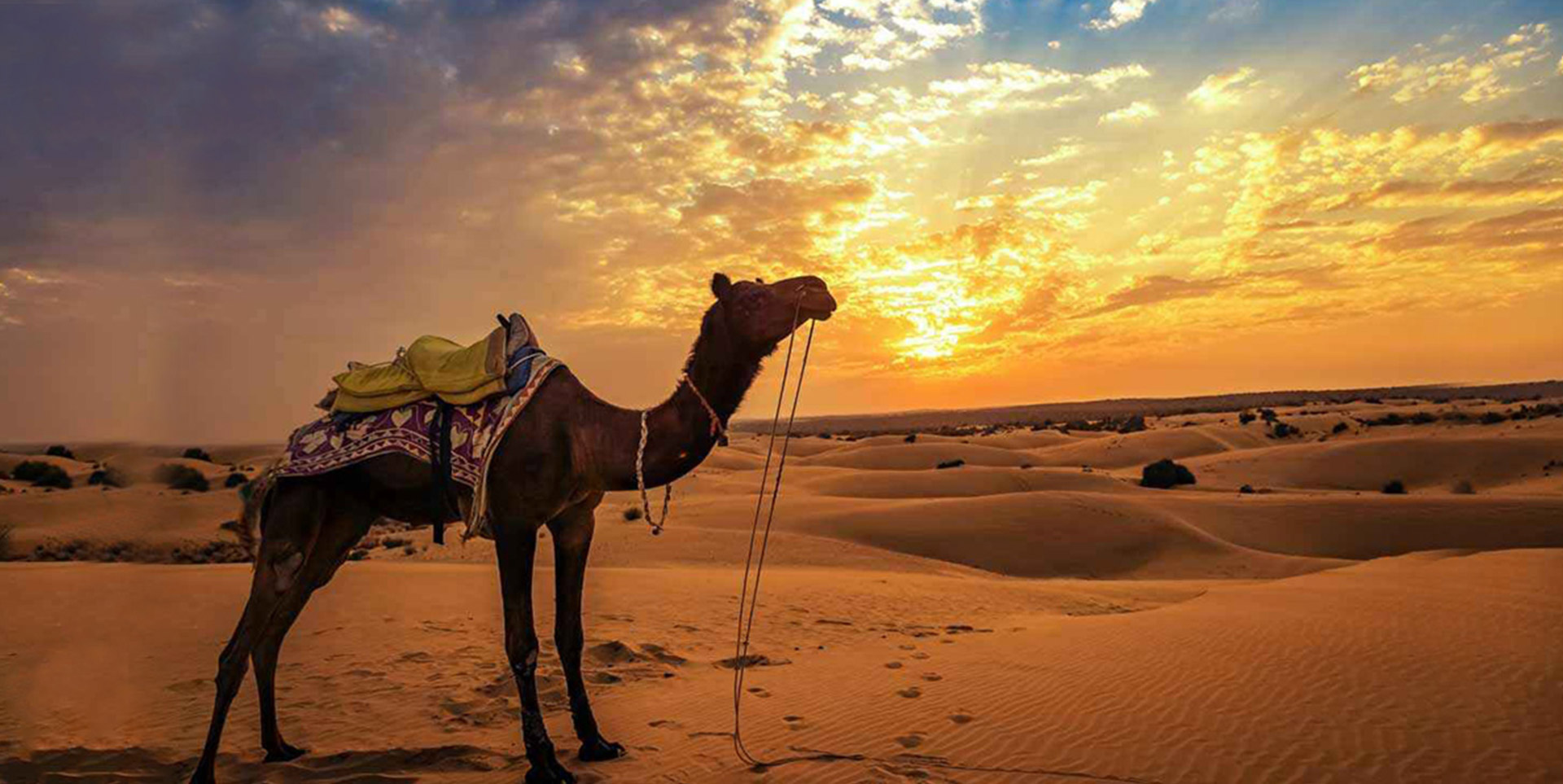 Abu Dhabi Desert Safari | Camel Ride | Desert Safari